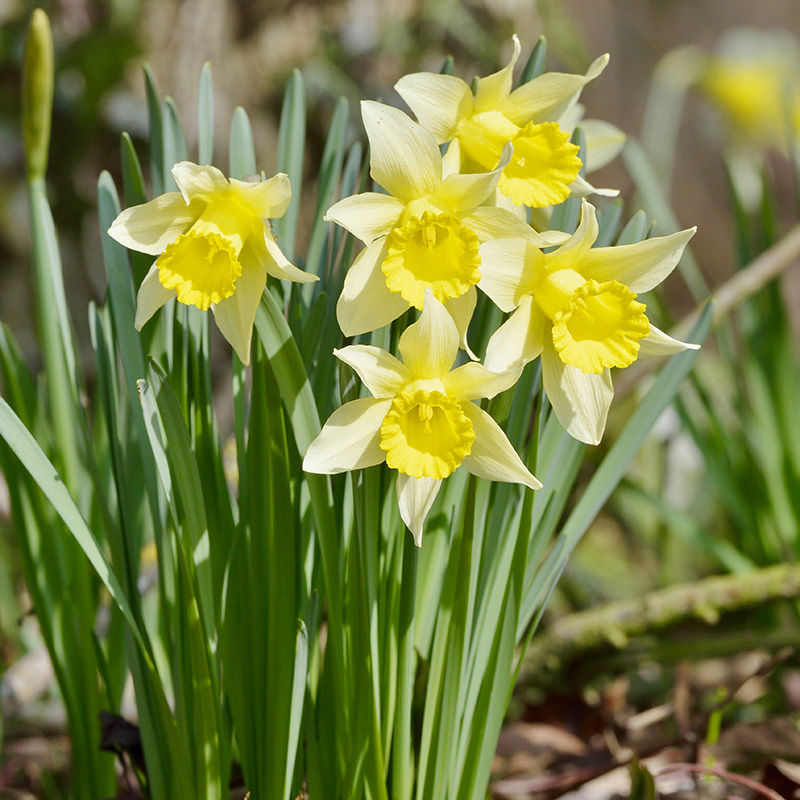 Surprising Flowers – Kenny B's World